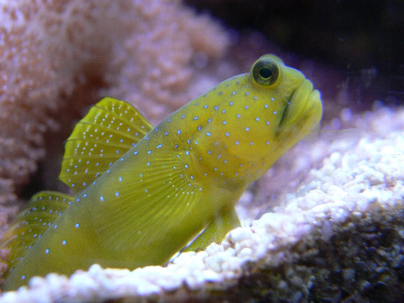 Ilford Aquarists Aquarium Competitions