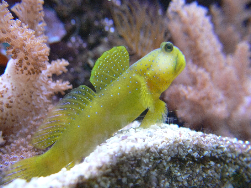 Ilford Aquarists Aquarium Competitions